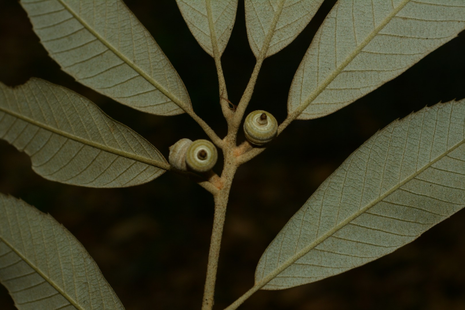 Quercus gilva - PictureThis