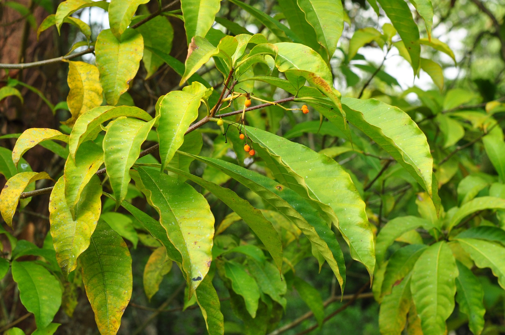 Poison devil's-pepper (Rauvolfia vomitoria) Flower, Leaf, Care, Uses ...