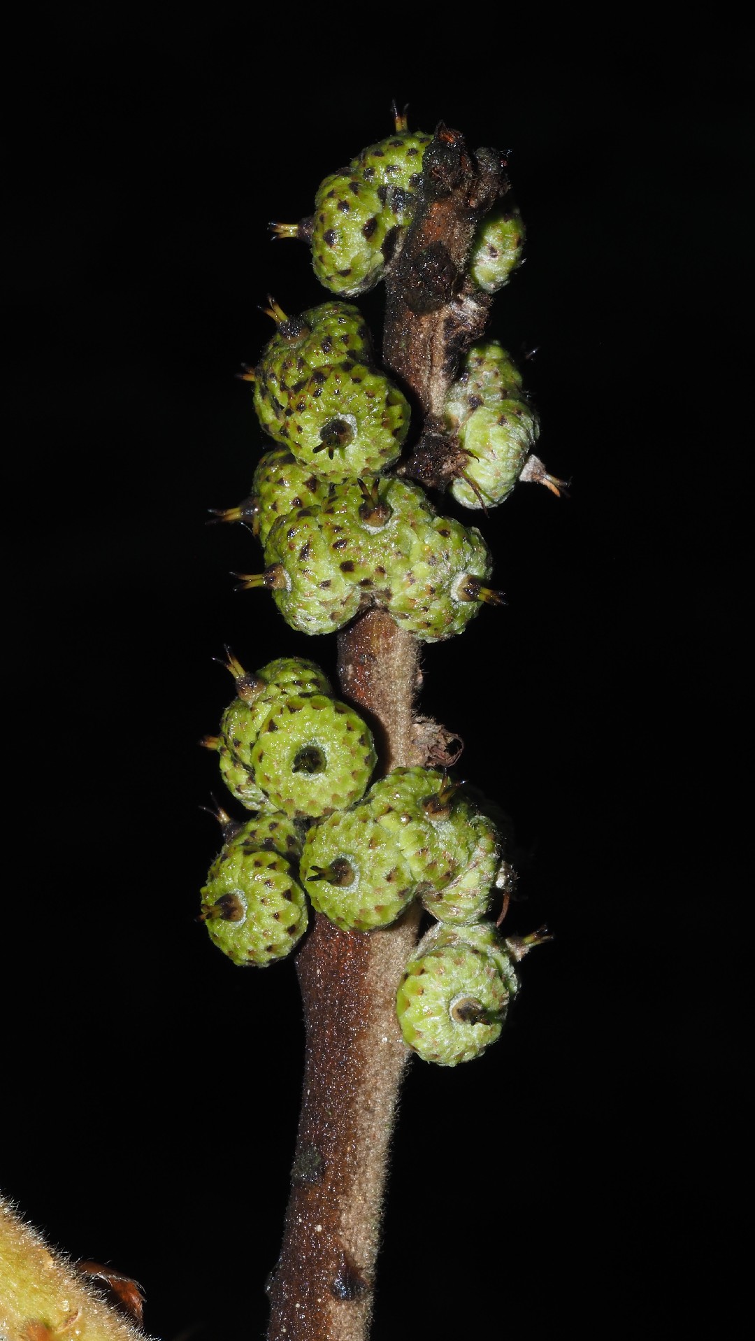 Lithocarpus uvariifolius - PictureThis