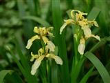 Iris forrestii - PictureThis
