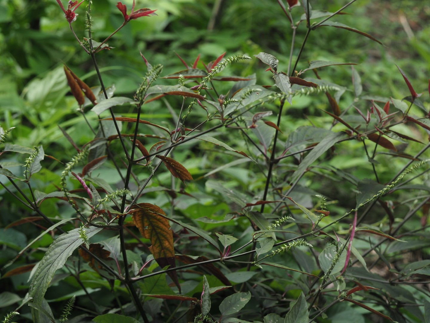 Achyranthes bidentata - PictureThis