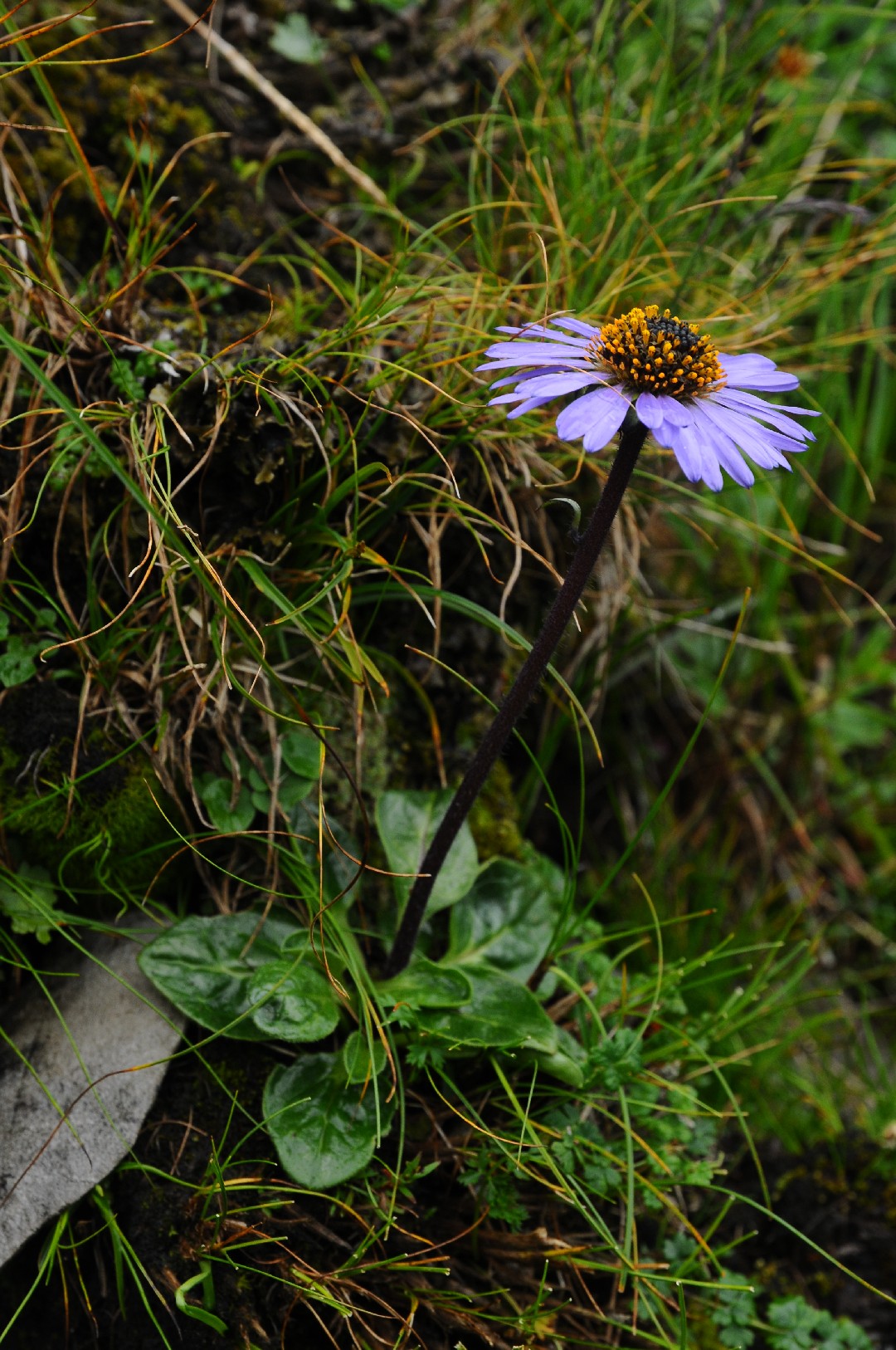 Астра лицзянская (Aster likiangensis) - PictureThis