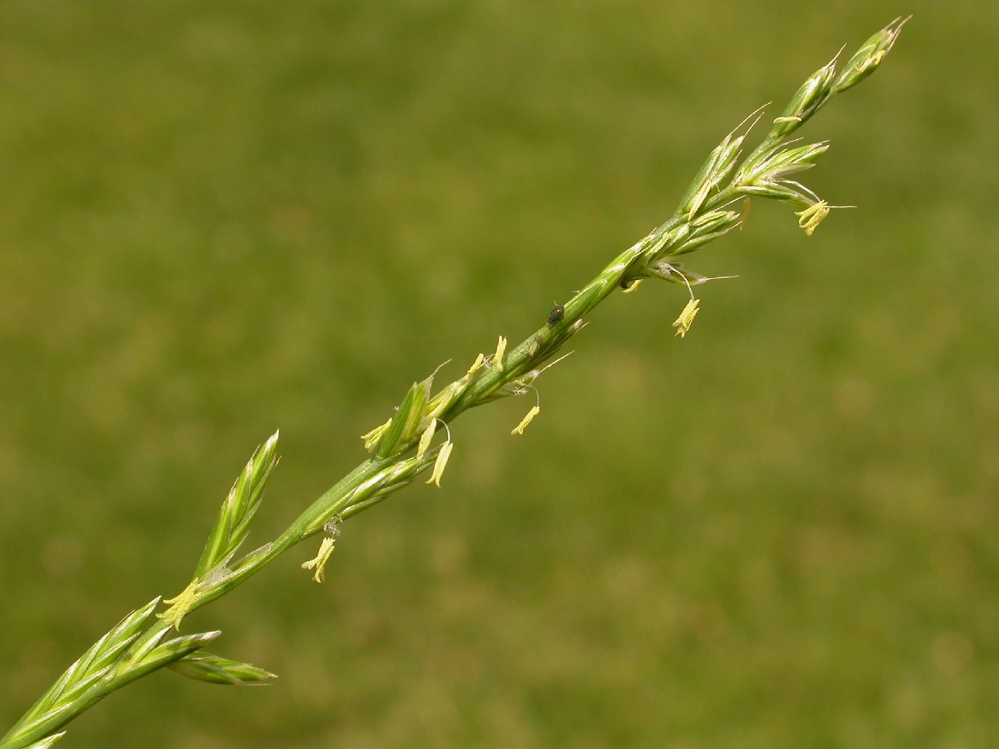 Cizaña común (Lolium temulentum) - PictureThis