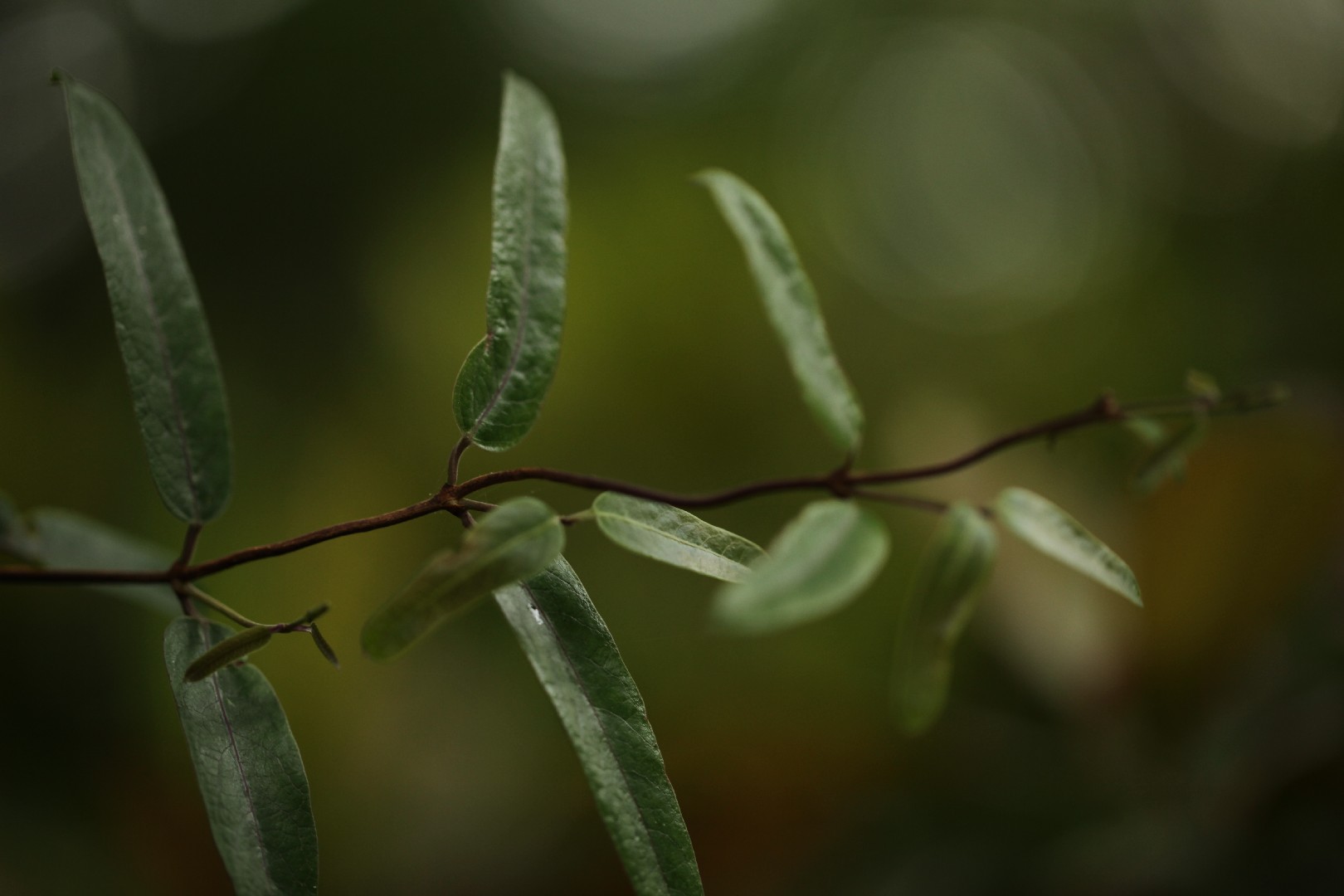 Chinese wax-leaf climber Care (Watering, Fertilize, Pruning ...