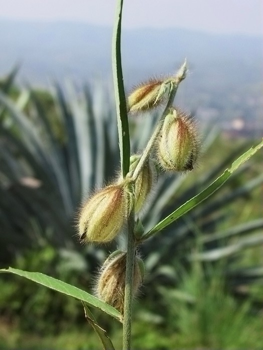 Silky-haired rattlepod (Crotalaria calycina) Flower, Leaf, Care, Uses ...