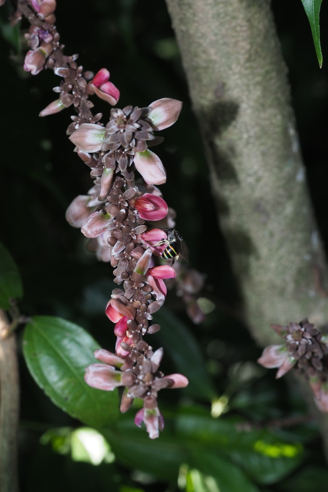 Fordia cauliflora - PictureThis