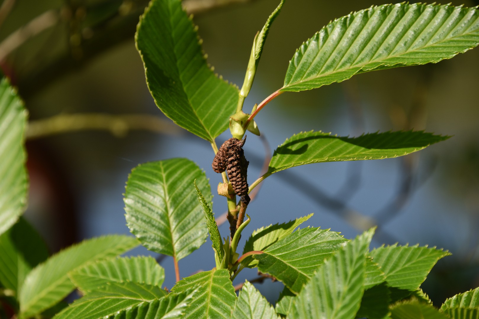 Alnus firma - PictureThis