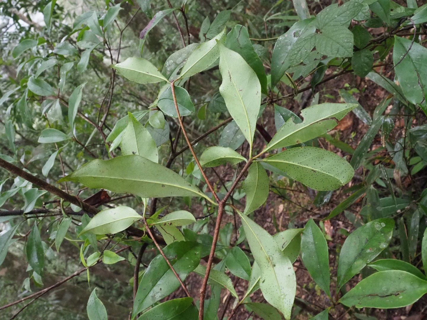 How to Plant and Grow Japanese ternstroemia(Ternstroemia gymnanthera)