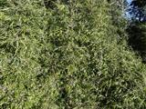 Niitakayama cane (Yushania niitakayamensis) Flower, Leaf, Care, Uses ...