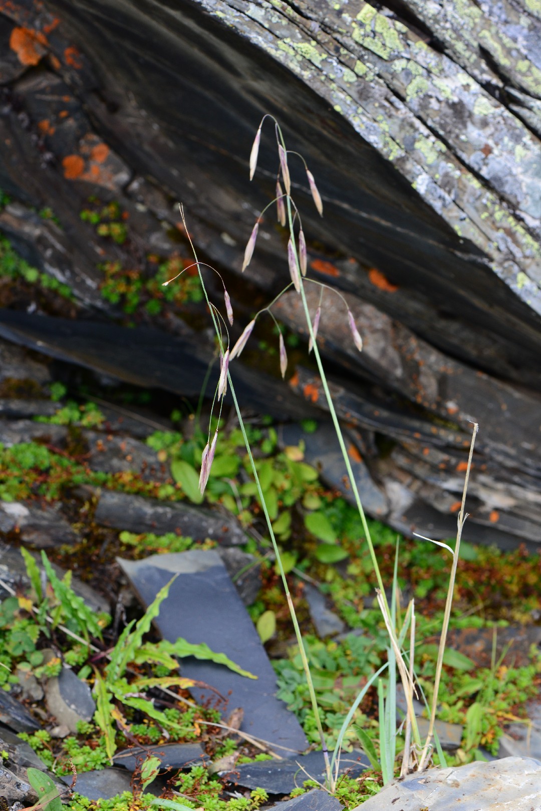 Littledalea racemosa Flower, Leaf, Care, Uses - PictureThis