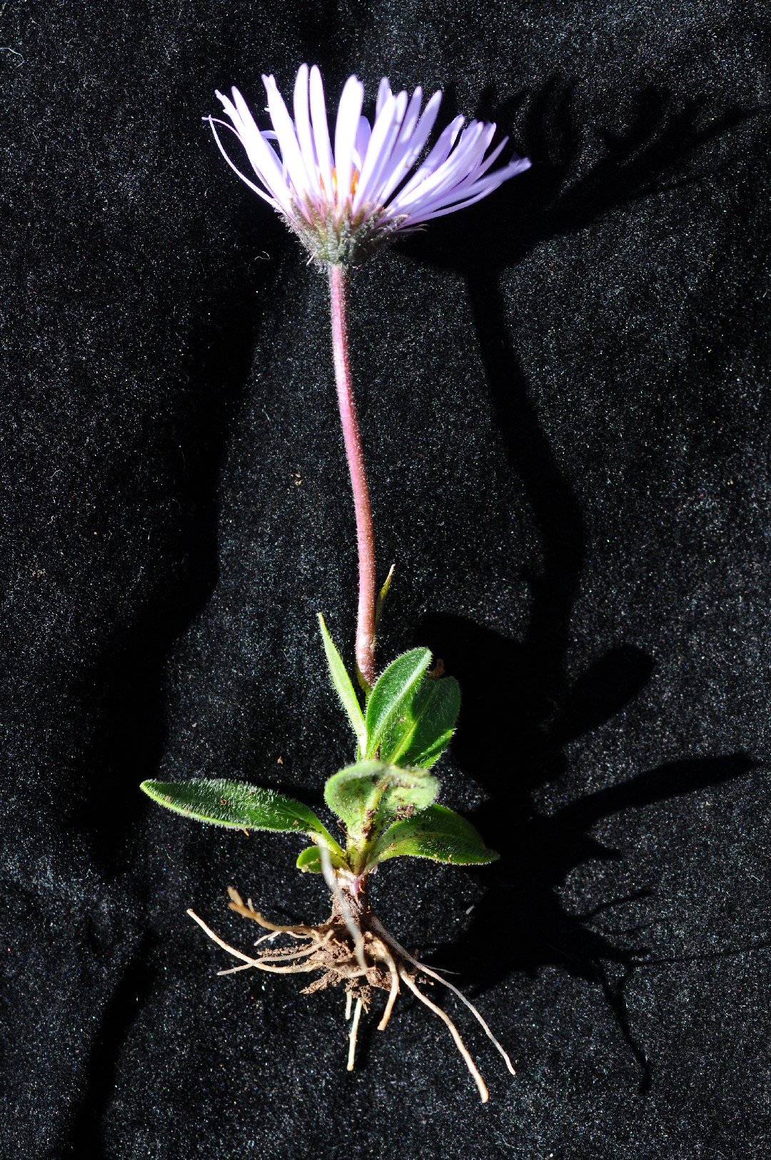 Aster asteroides 照顧，種植，繁殖，開花時間 - PictureThis