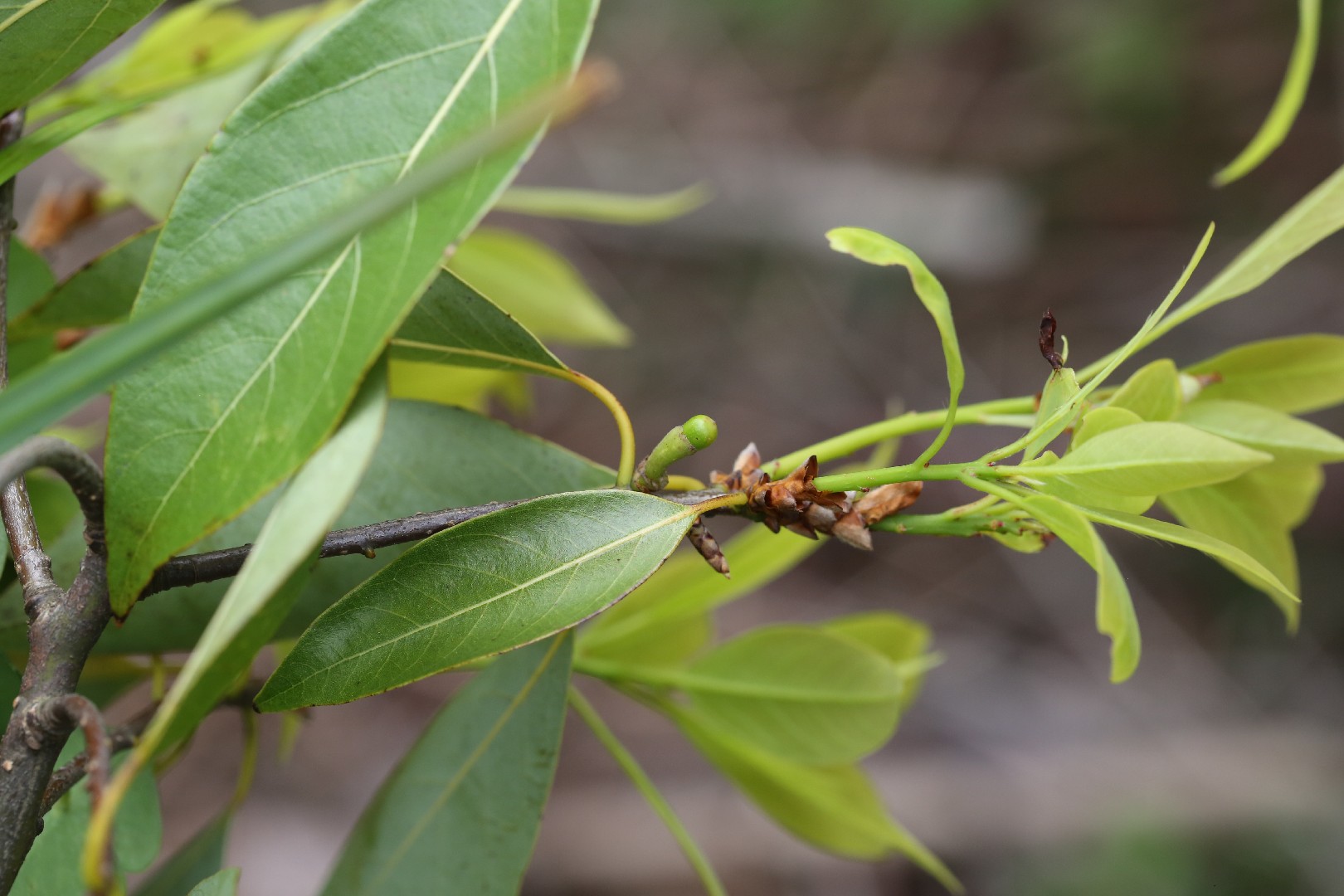 Laurel (Lauraceae) Flower, Leaf, Care, Uses - PictureThis