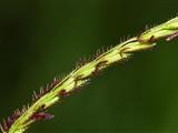 Poverty-grass (Eremochloa bimaculata) Flower, Leaf, Care, Uses ...