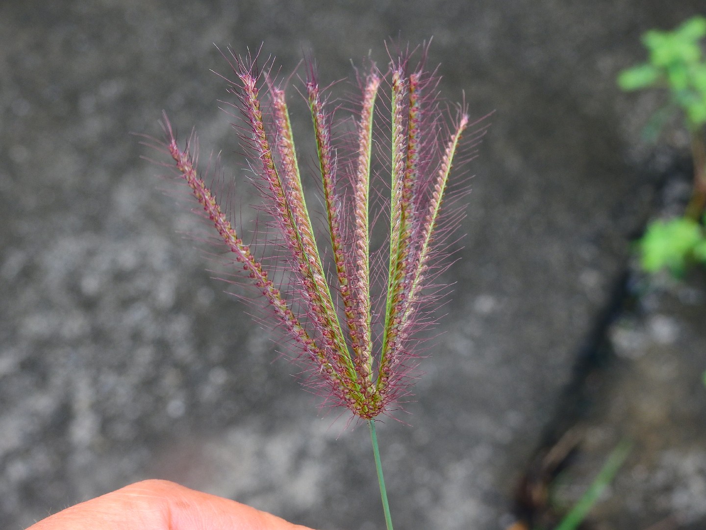 孟仁草 (Chloris barbata) 照顧，種植，繁殖，開花時間 - PictureThis
