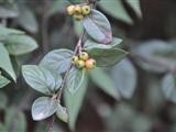 Silverleaf cotoneaster (Cotoneaster pannosus) Flower, Leaf, Care, Uses - PictureThis