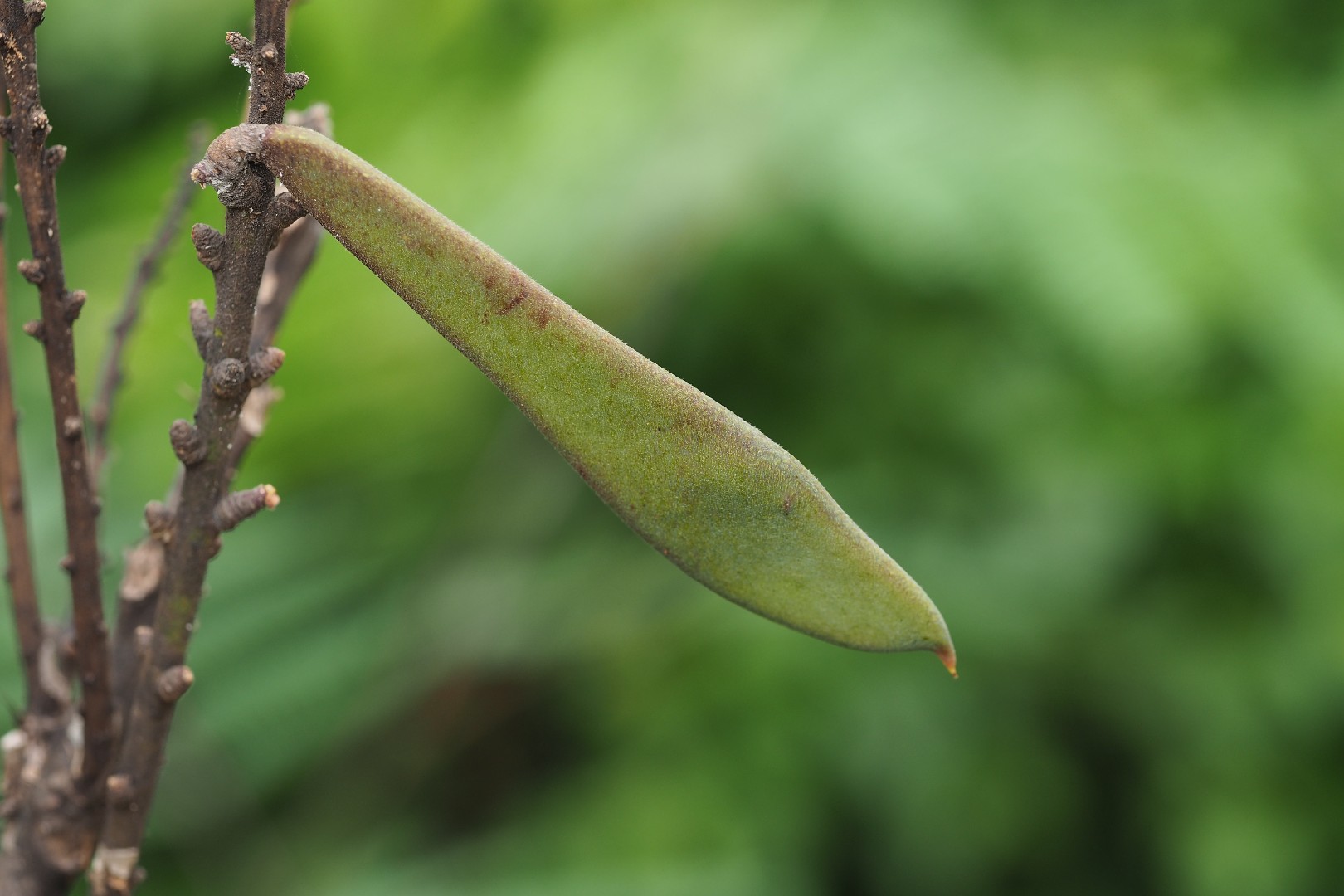 Fordia cauliflora Flower, Leaf, Care, Uses - PictureThis