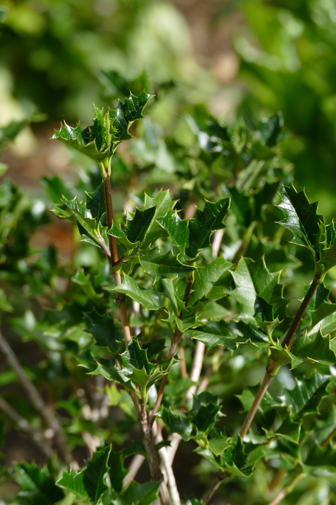 Columellia (Columelliaceae) Flower, Leaf, Care, Uses - PictureThis