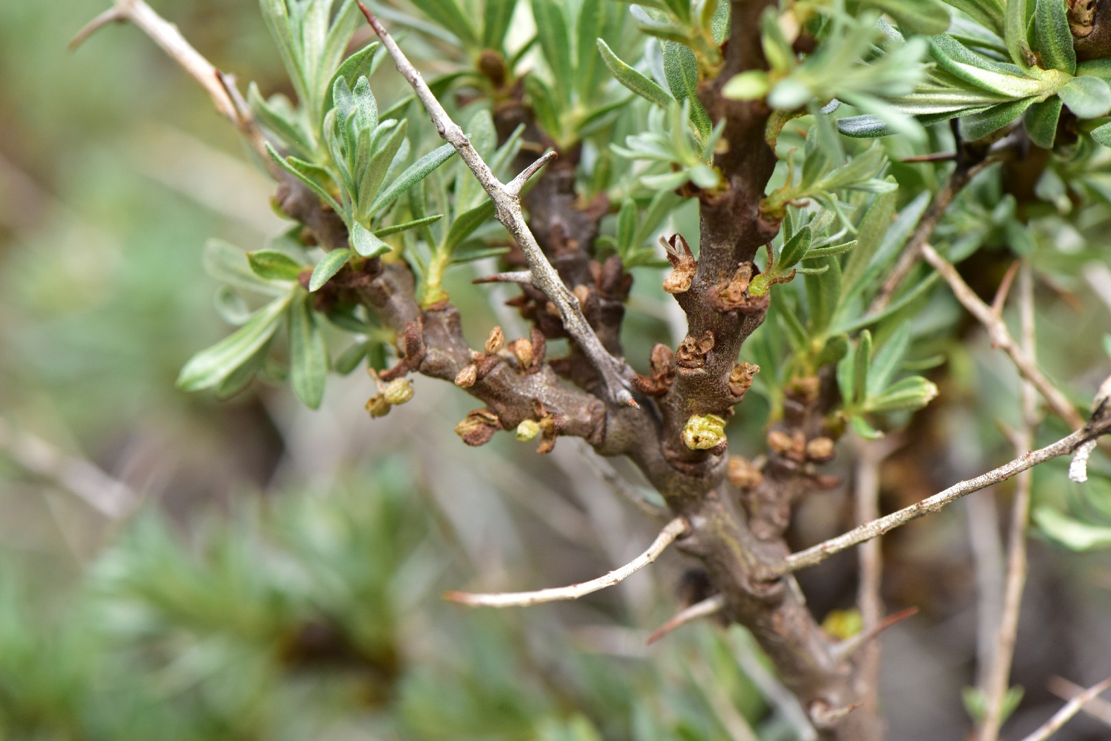 PictureThis - Hippophae rhamnoides subsp. sinensis
