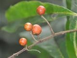 Meliosma simplicifolia - PictureThis