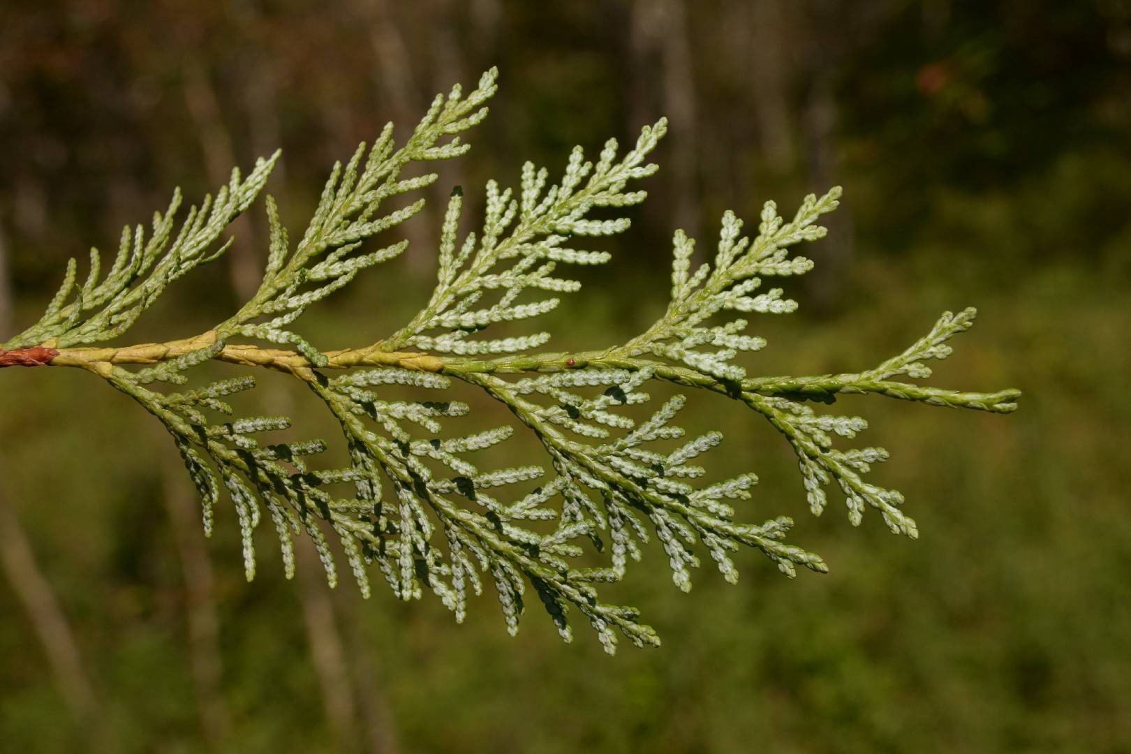 White Cedar Leaves
