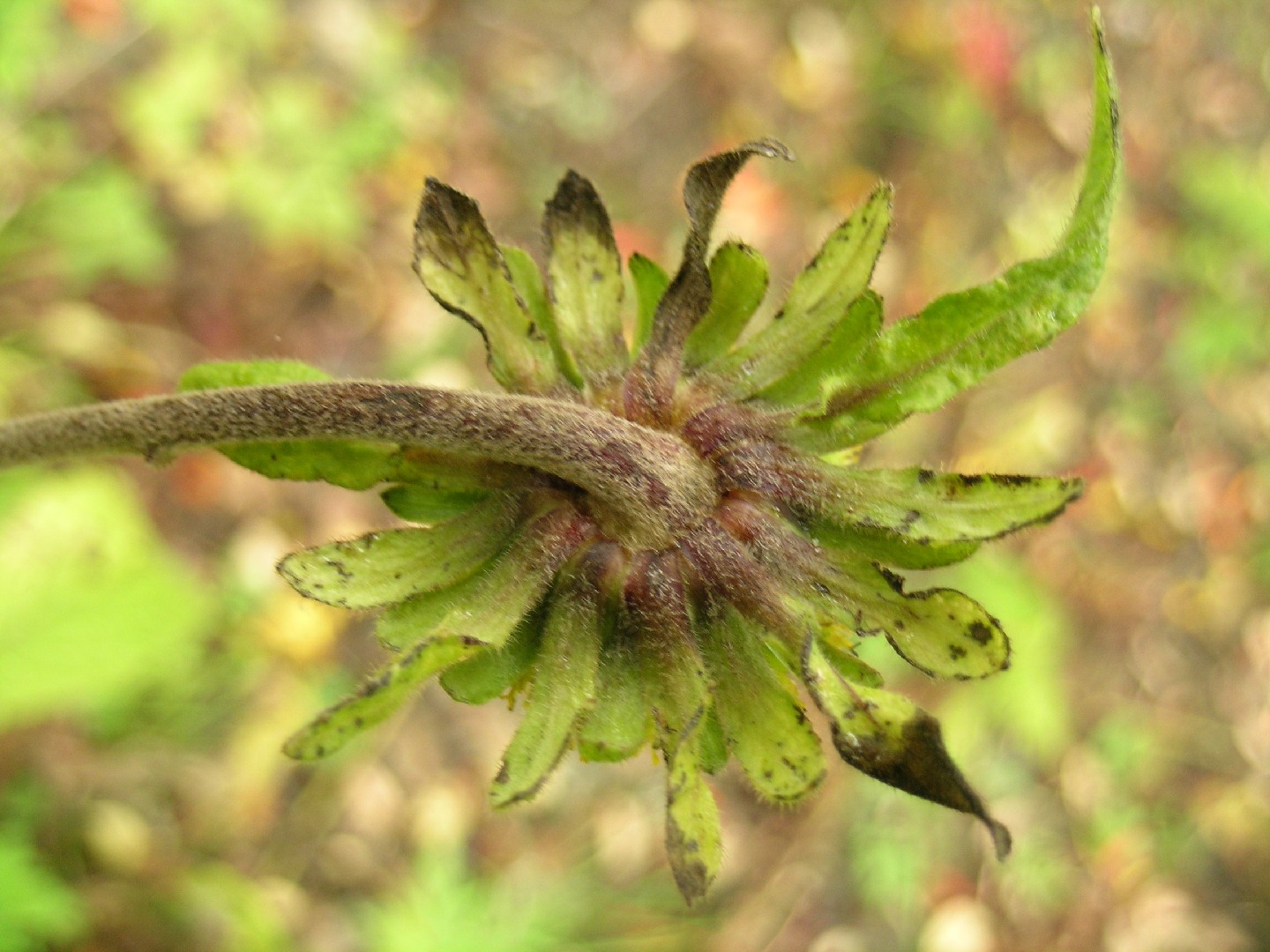 Carpesium scapiforme - PictureThis