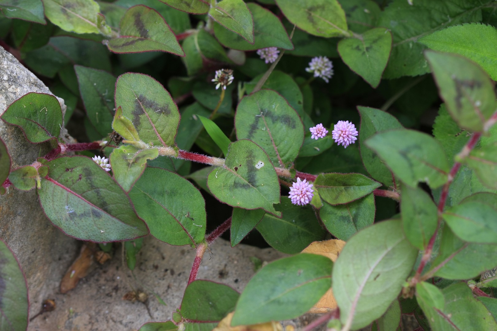 Persicaria nepalensis - PictureThis