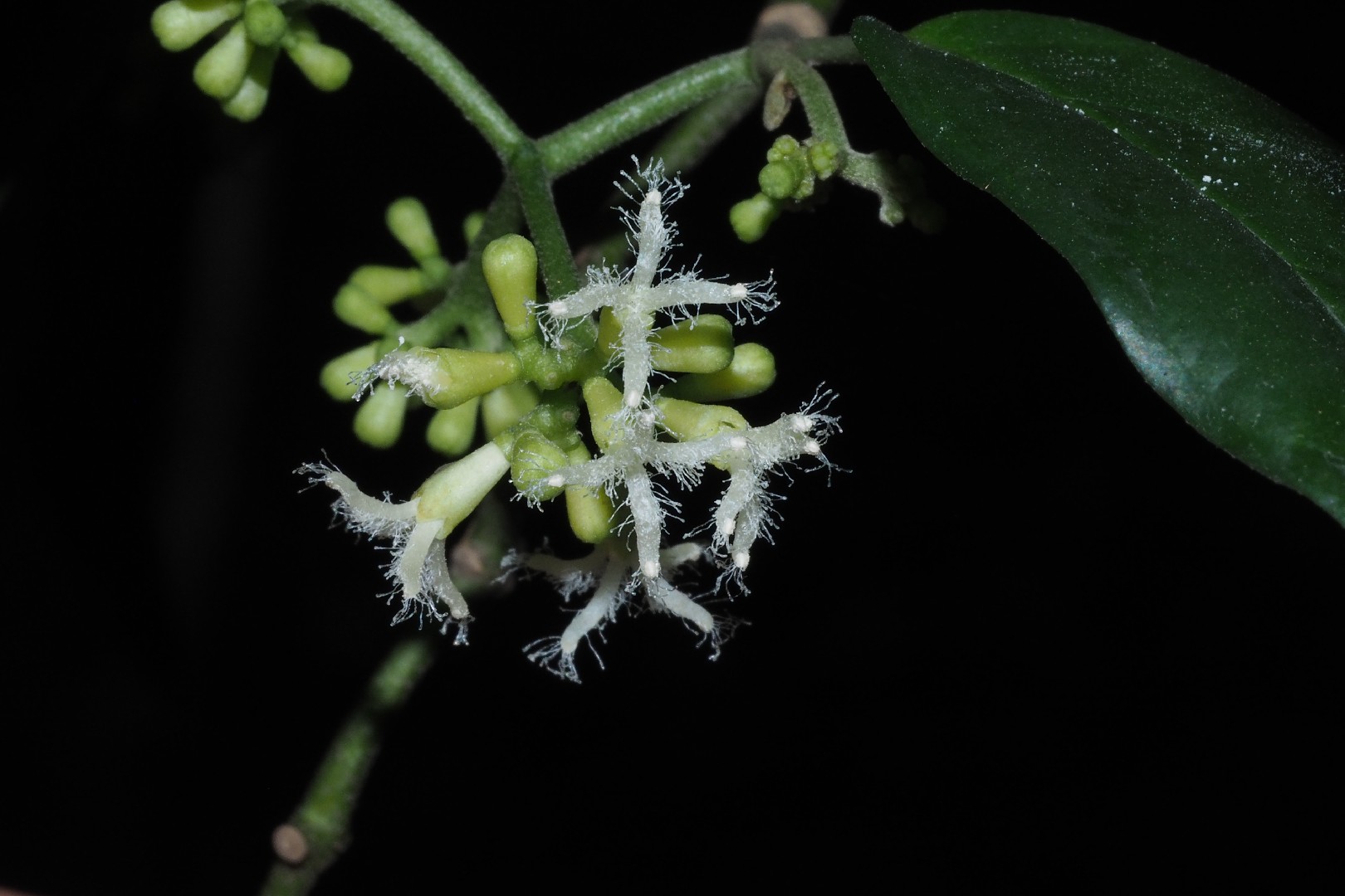 Gomphandra tetrandra - PictureThis