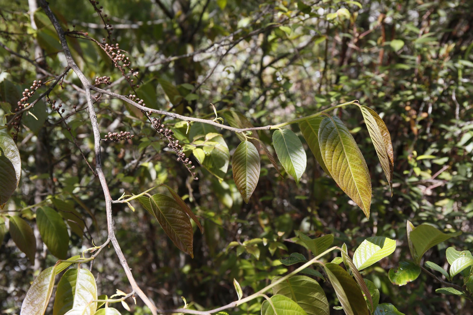 Lyonia ovalifolia - PictureThis