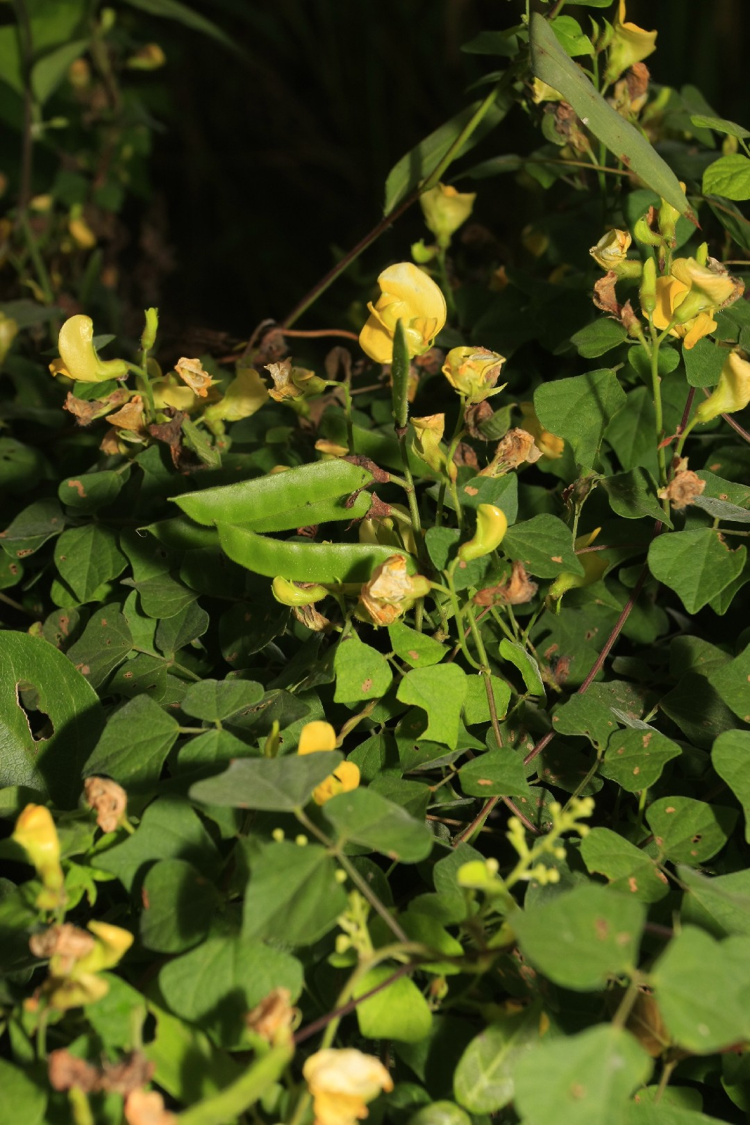 Dunbaria villosa - PictureThis