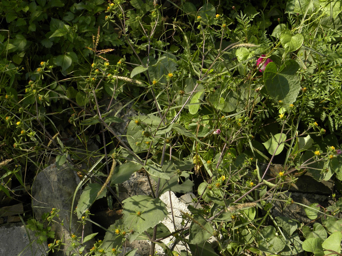 Eulaliopsis binata - PictureThis