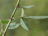Cadillo juancho (Desmodium tortuosum) - PictureThis