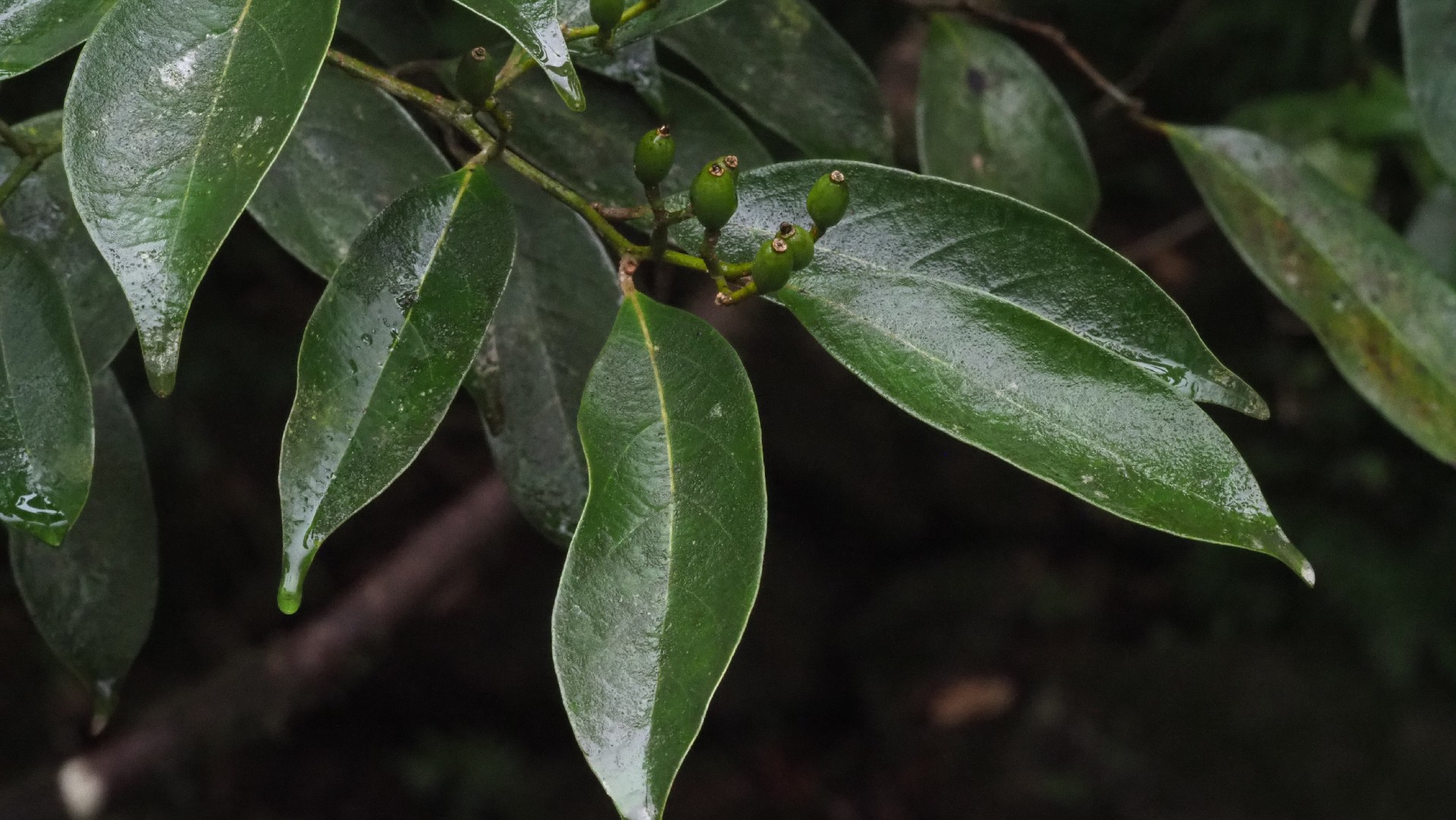 Cryptocarya concinna - PictureThis