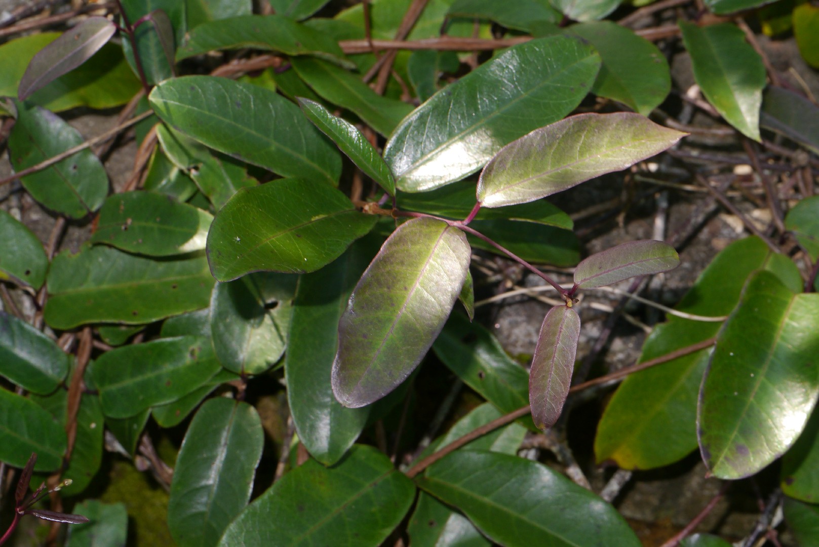 Криптолепис синенсис (Cryptolepis sinensis) - PictureThis