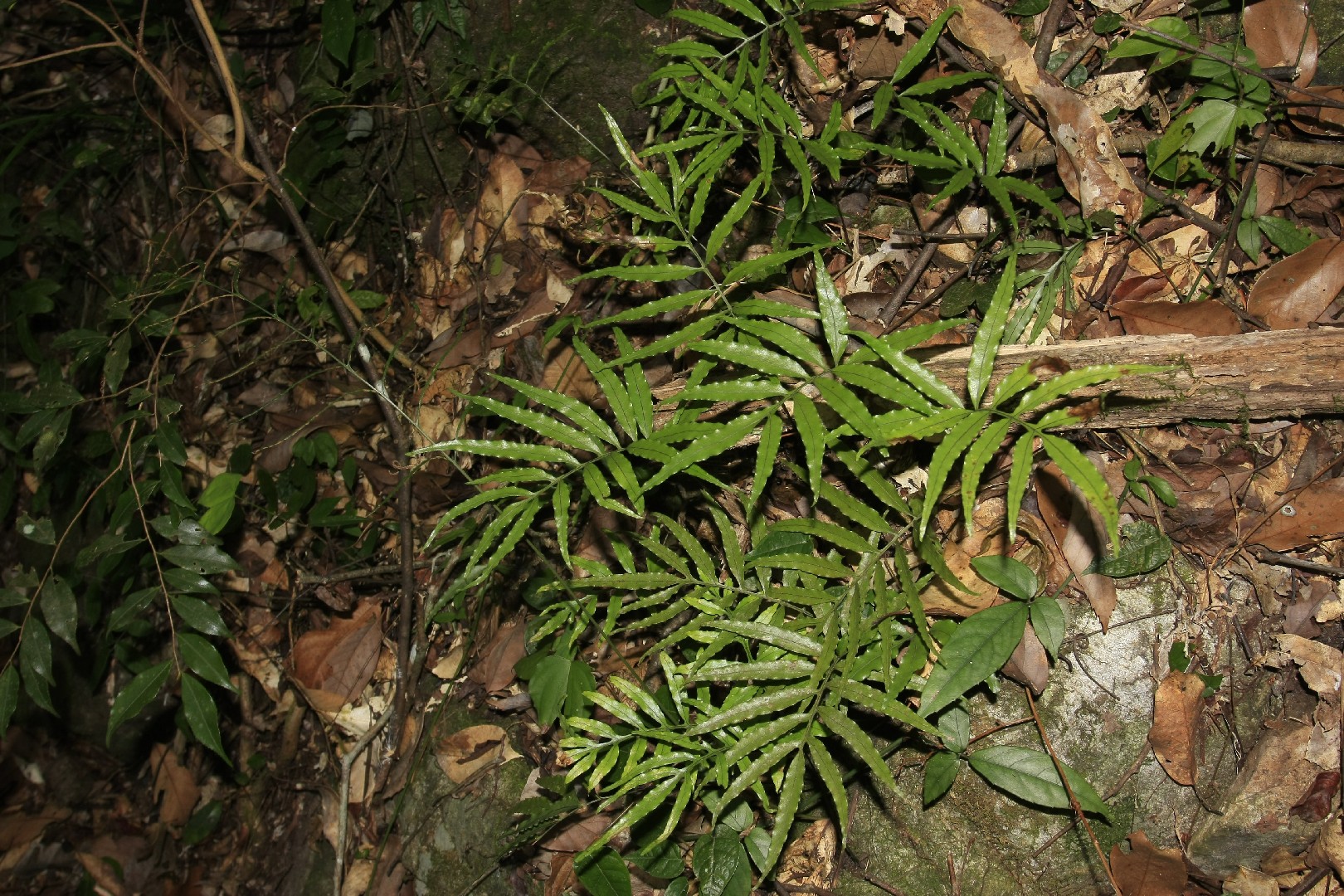 Leptochilus ellipticus - PictureThis