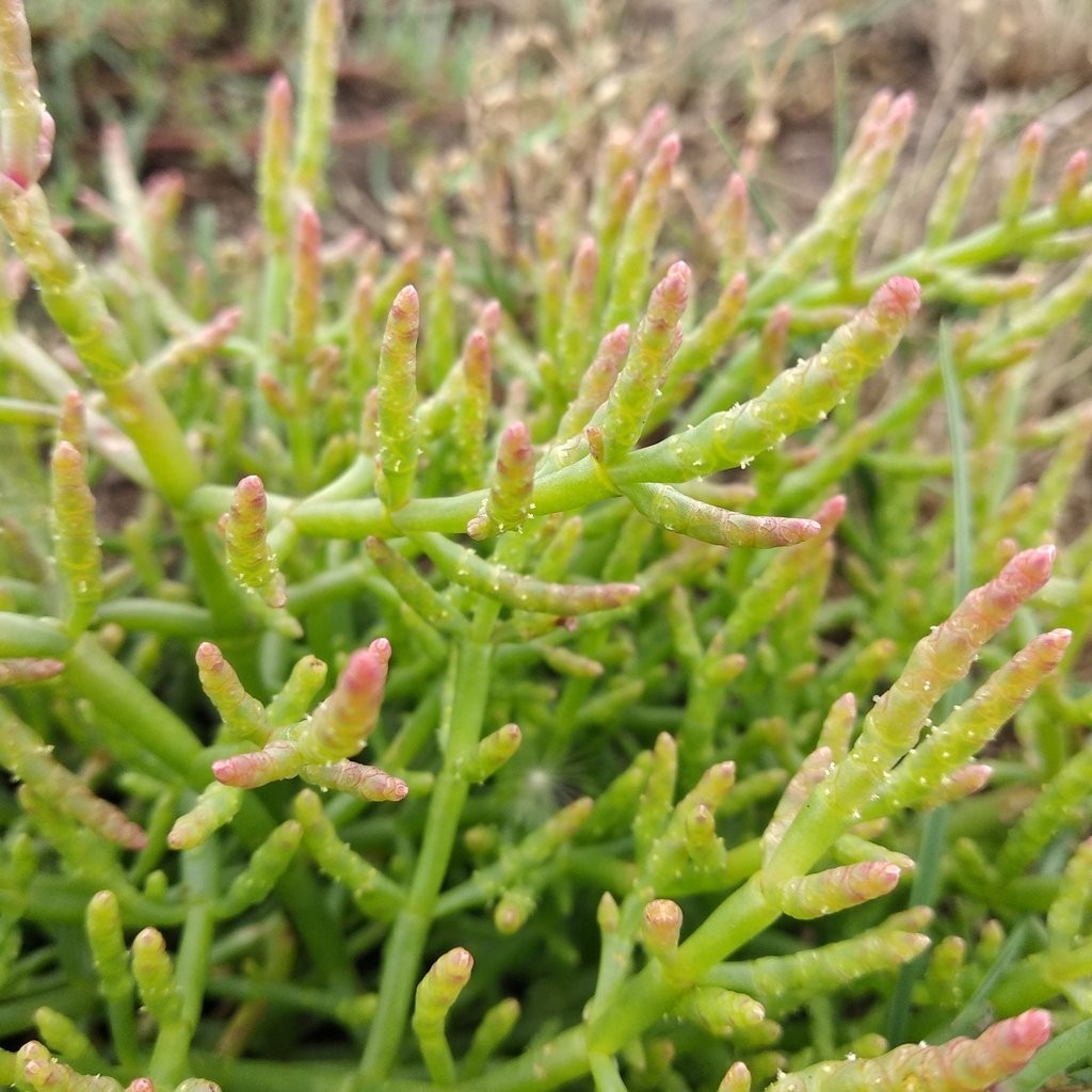 Salicornia (Salicornia) - PictureThis