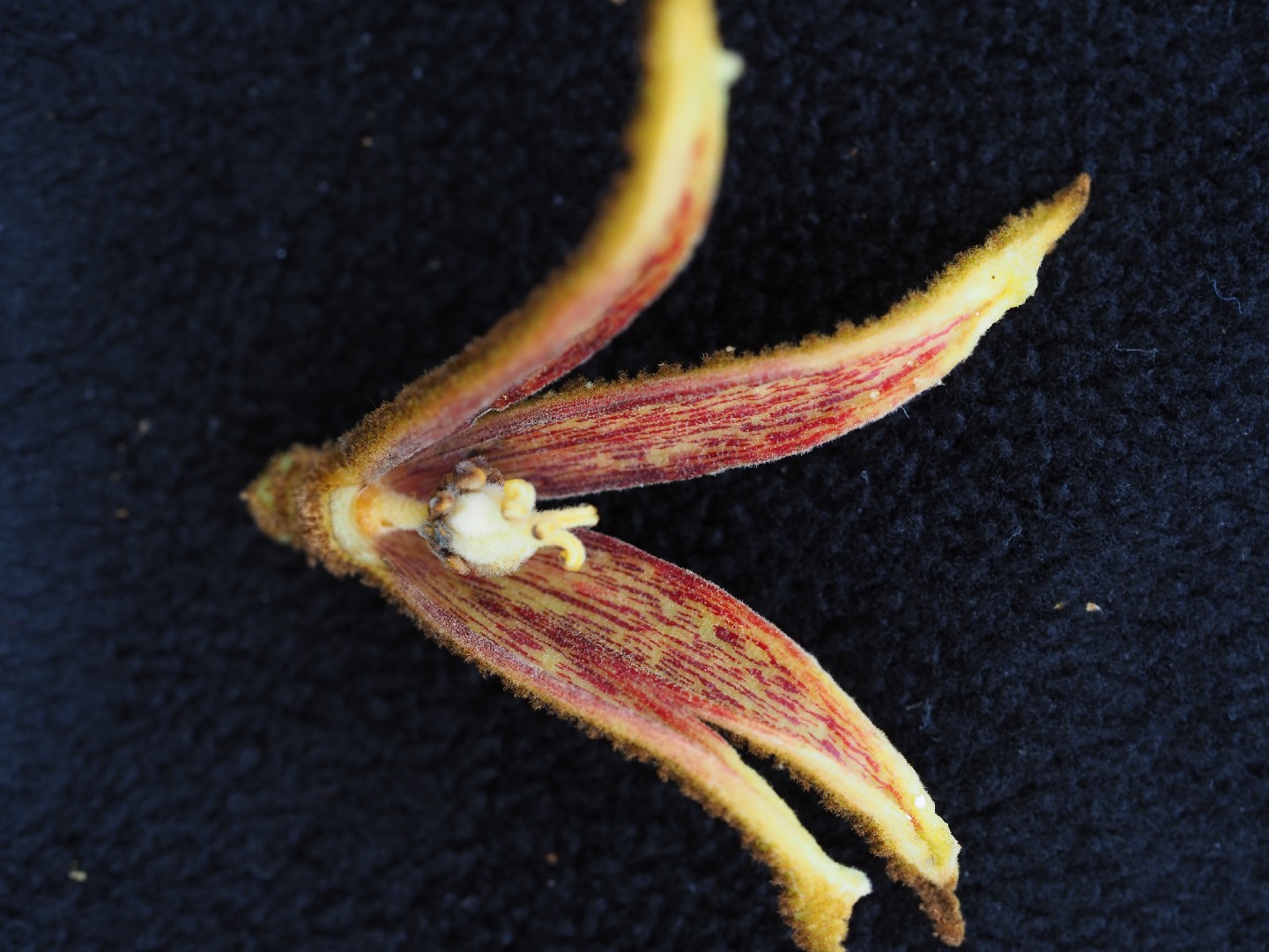 Pterygota alata - PictureThis