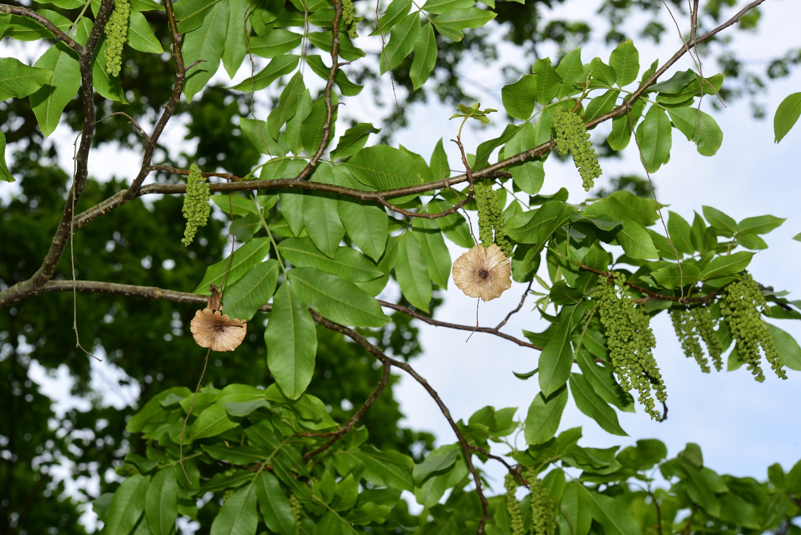 Cyclocarya Paliurus (Cyclocarya paliurus) - PictureThis
