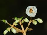 Paraboea swinhoei - PictureThis