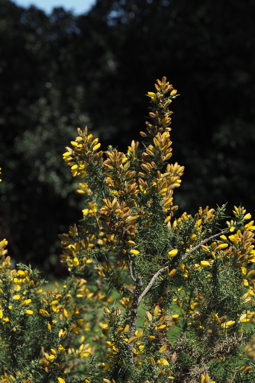 Ulex gallii - PictureThis