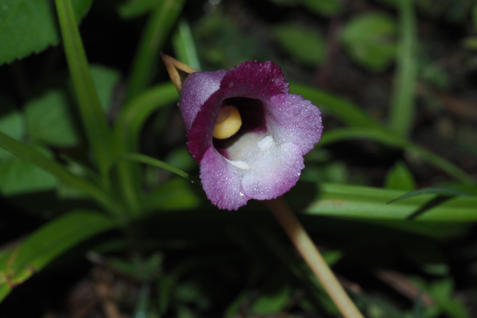 Indian broomrape (Aeginetia indica) Flower, Leaf, Care, Uses - PictureThis