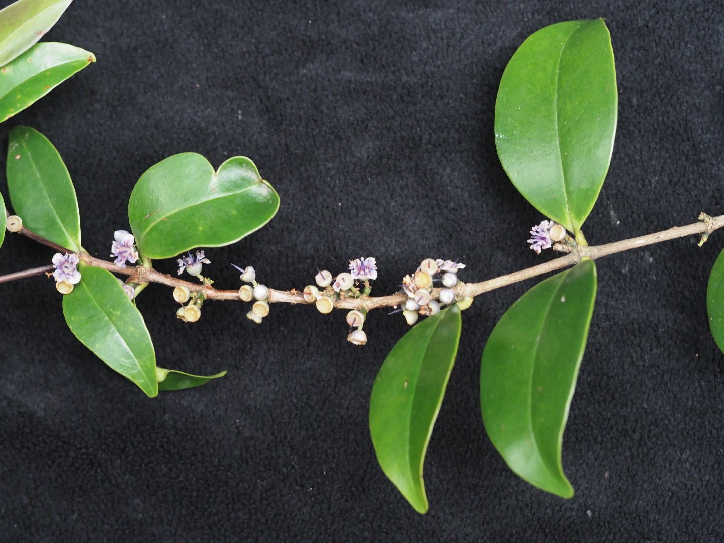 Memecylon ligustrifolium - PictureThis