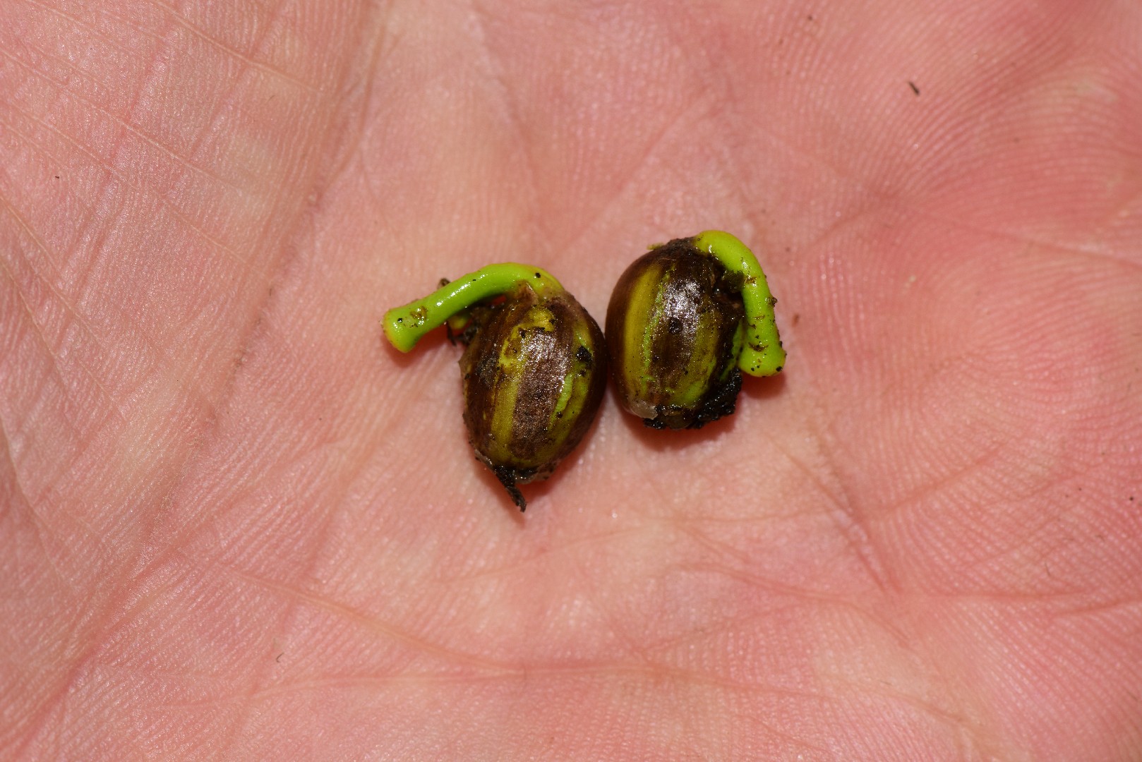 Elytranthe albida - PictureThis