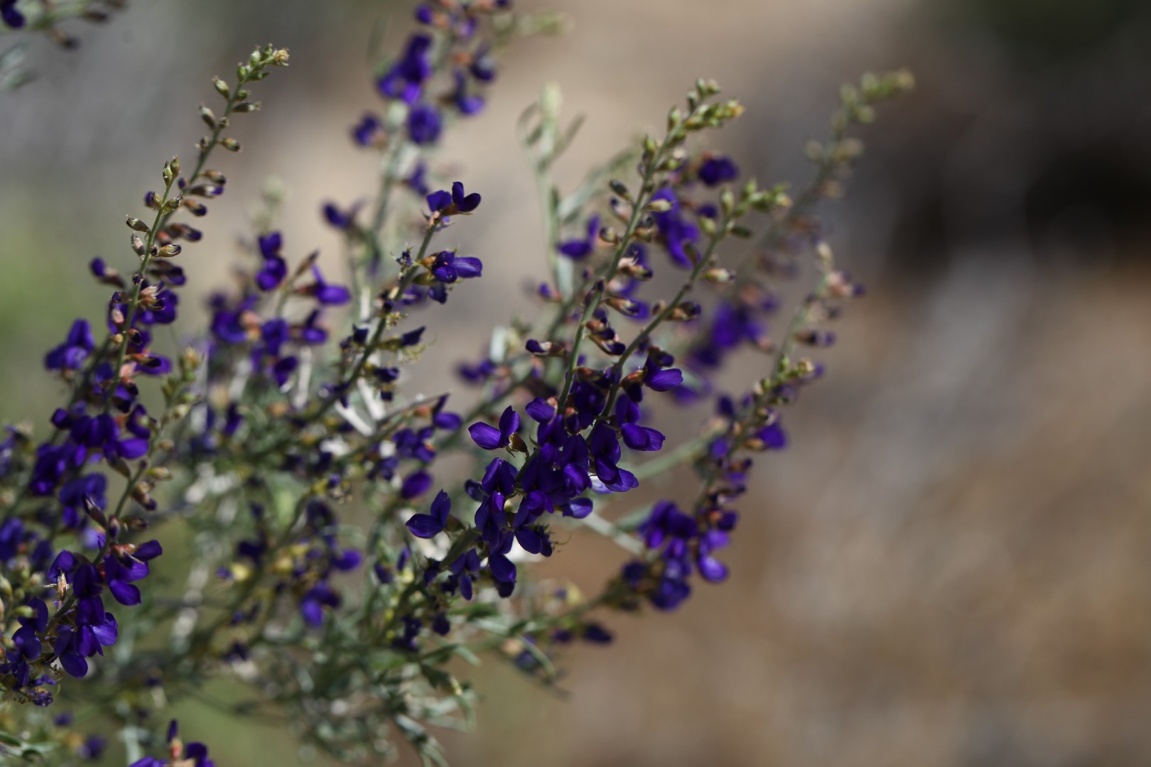Psorothamnus fremontii - PictureThis