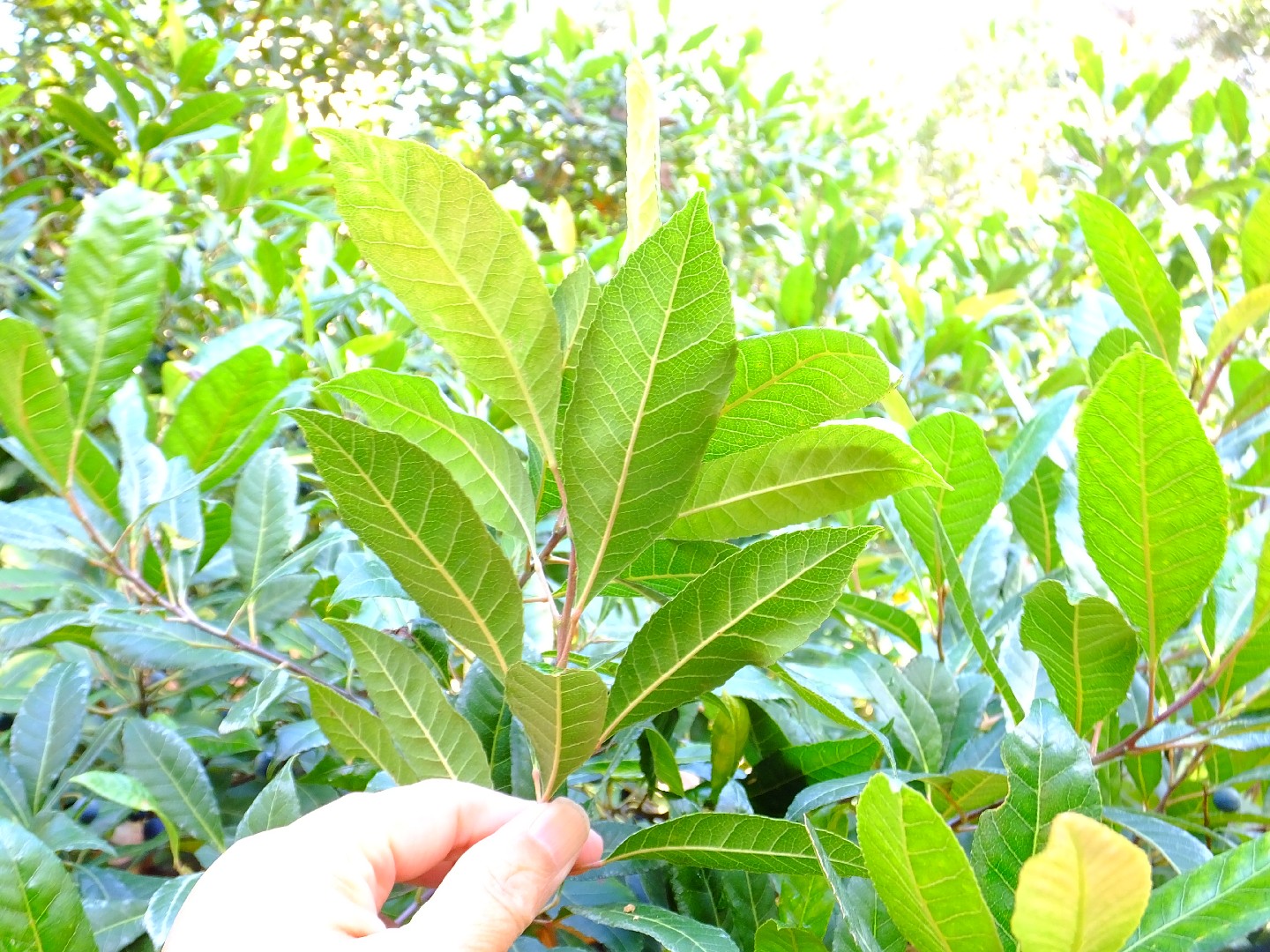 Elaeocarpus reticulatus - PictureThis