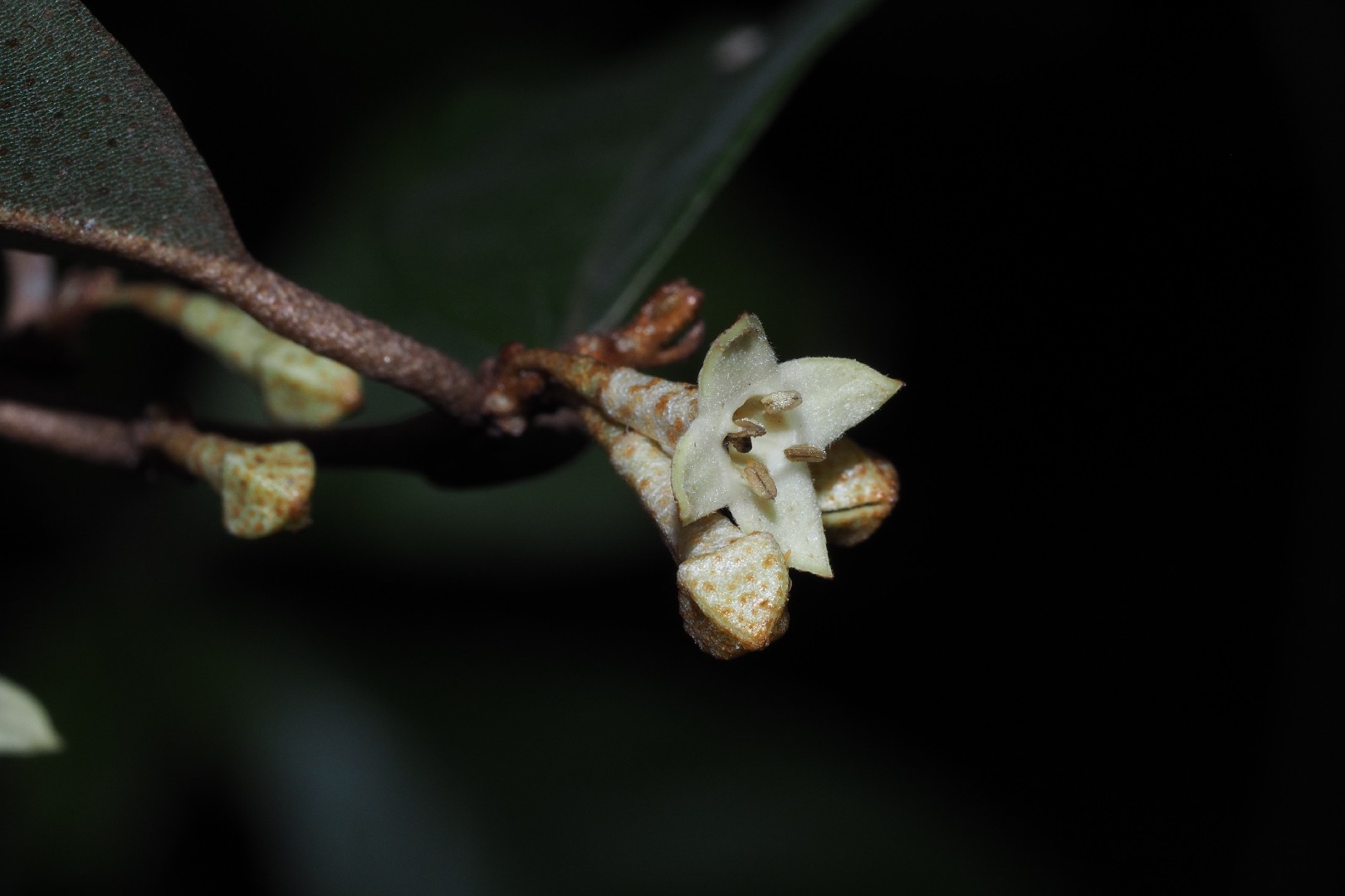 藤胡頹子 (Elaeagnus glabra) 照顧，種植，繁殖，開花時間 - PictureThis
