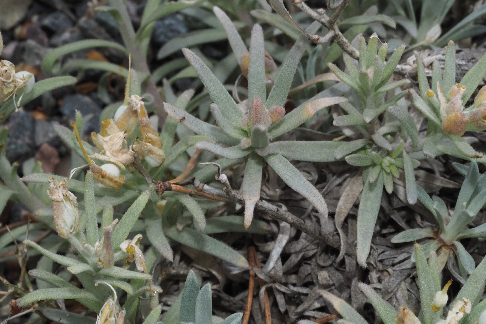 Degenia - PictureThis