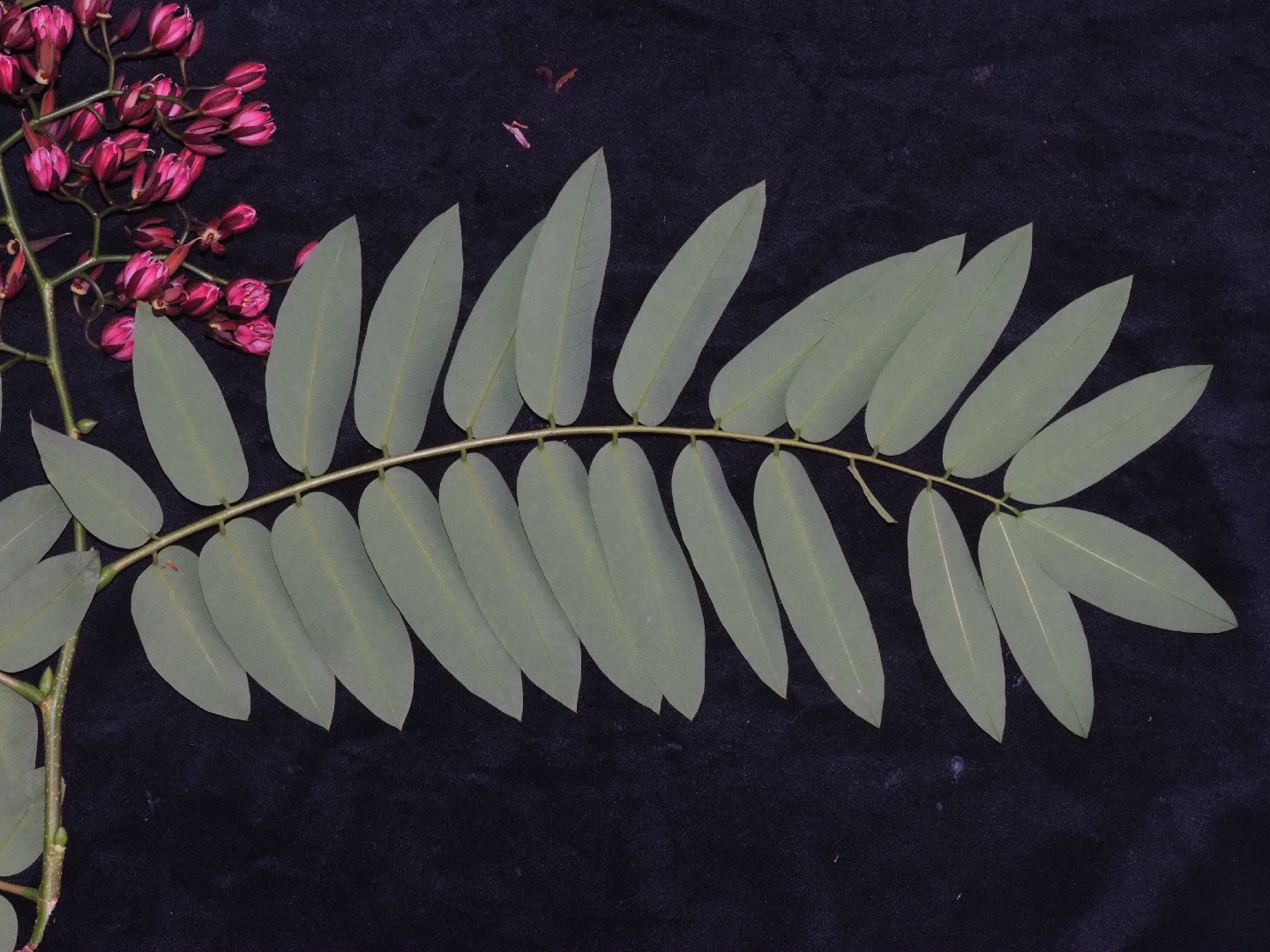 Zenia insignis - PictureThis