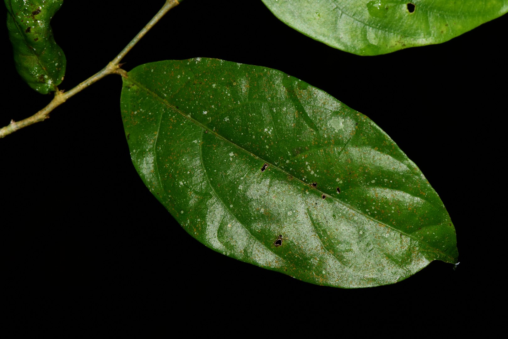 Ficus subulata - PictureThis