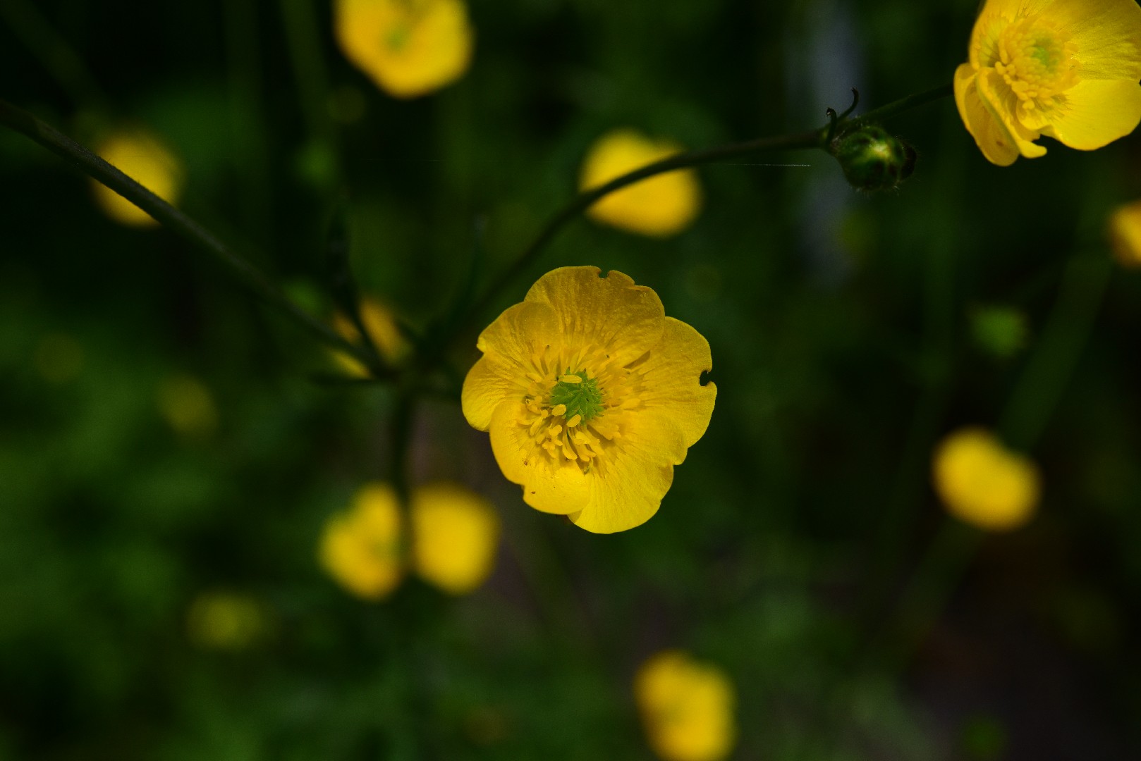 Botón de oro de las montañas (Ranunculus montanus) - PictureThis