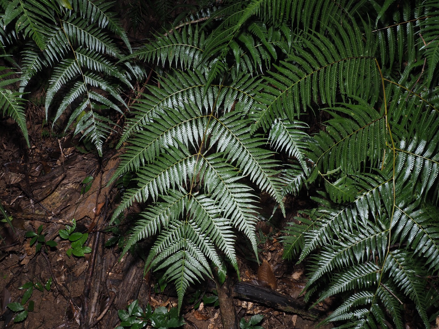 Cibotium barometz - PictureThis